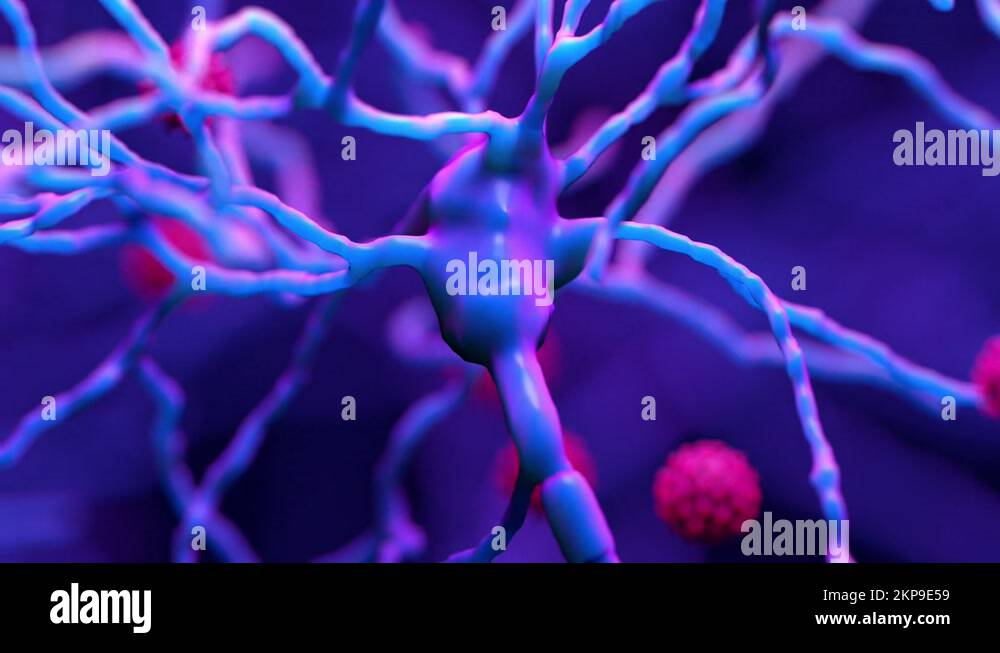 Types of nerve cells Stock Videos & Footage - HD and 4K Video Clips - Alamy