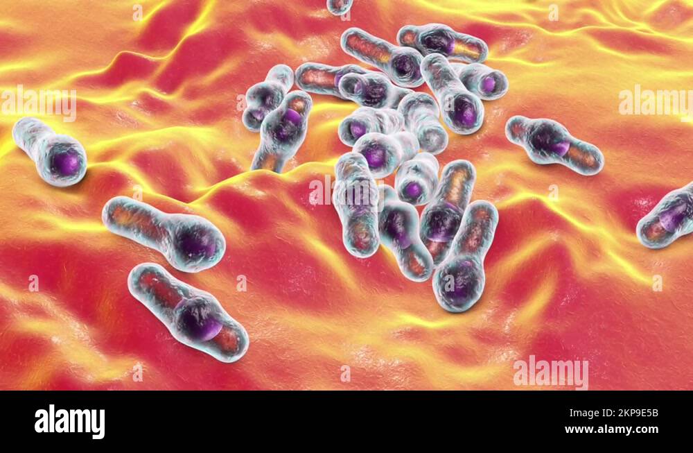 Clostridium bacteria Stock Videos & Footage - HD and 4K Video Clips - Alamy