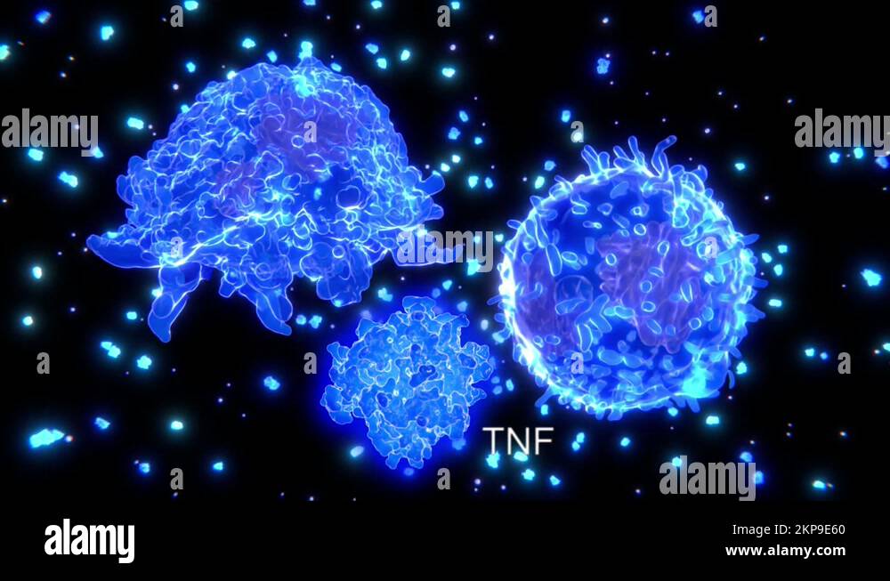 Effector t cells Stock Videos & Footage - HD and 4K Video Clips - Alamy
