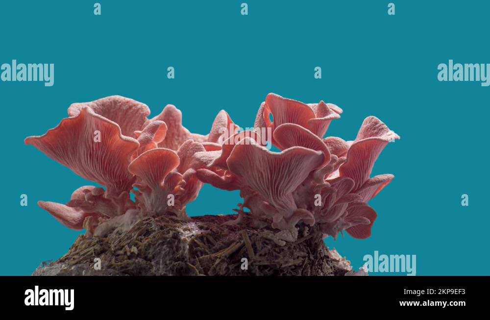 Pink fungus fungi sp Stock Videos & Footage - HD and 4K Video Clips - Alamy