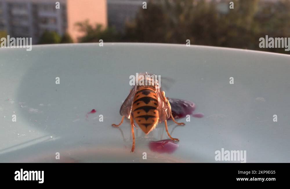 Eating wasps Stock Videos & Footage - HD and 4K Video Clips - Alamy