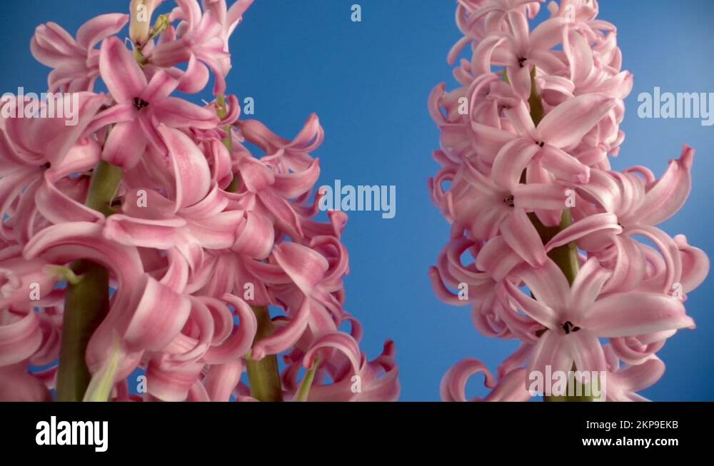 Hyacinthus sp Stock Videos & Footage - HD and 4K Video Clips - Alamy