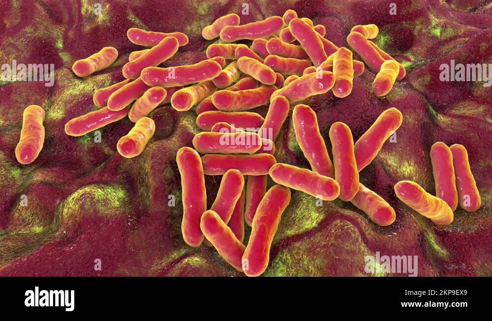 Cutibacterium acne Stock Videos & Footage - HD and 4K Video Clips - Alamy
