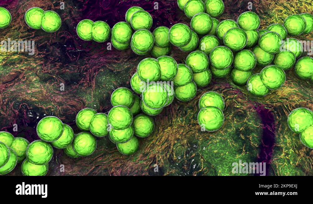 Streptococcus Pyogenes Bacteria Animation Stock Video Footage Alamy