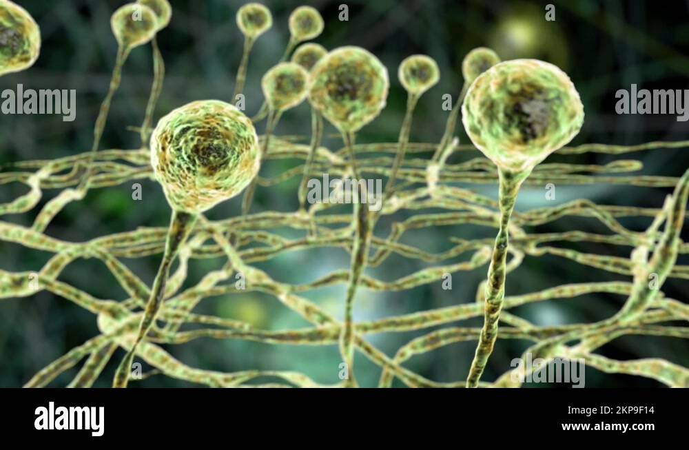 Mucor Stock Videos & Footage - HD and 4K Video Clips - Alamy