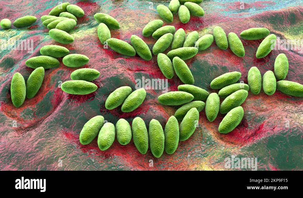 Brucella bacteria Stock Videos & Footage - HD and 4K Video Clips - Alamy