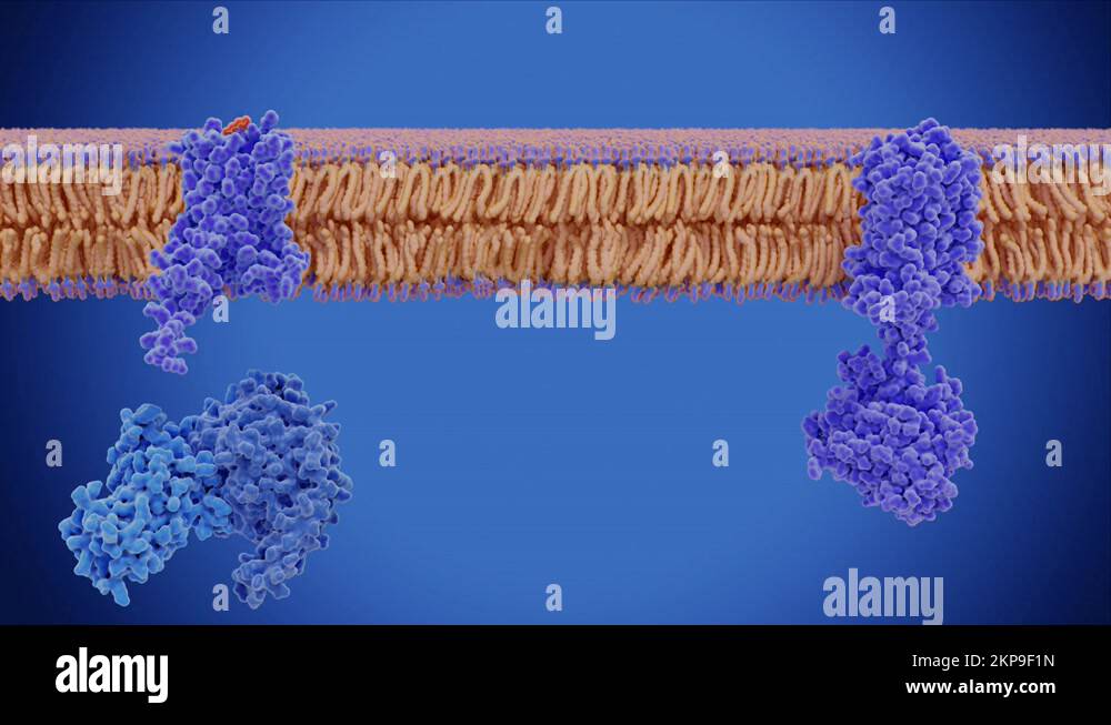 Dopamine pathway Stock Videos & Footage - HD and 4K Video Clips - Alamy