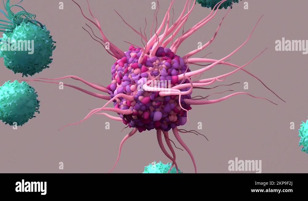 Dendritic cell t cell Stock Videos & Footage - HD and 4K Video Clips ...