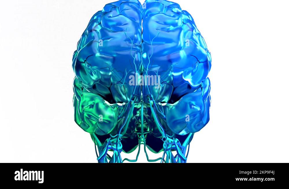 Anatomy brain cranial nerves Stock Videos & Footage - HD and 4K Video ...