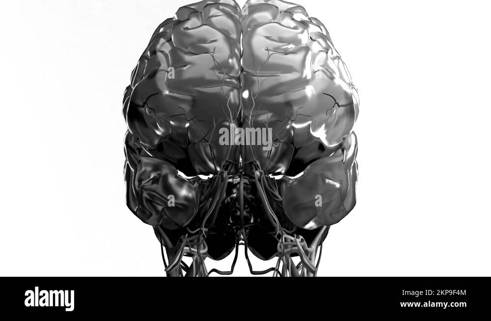 Human brain and cranial nerves, animation Stock Video Footage - Alamy