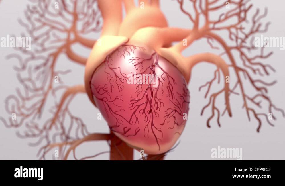 Arch of the aorta Stock Videos & Footage - HD and 4K Video Clips - Alamy