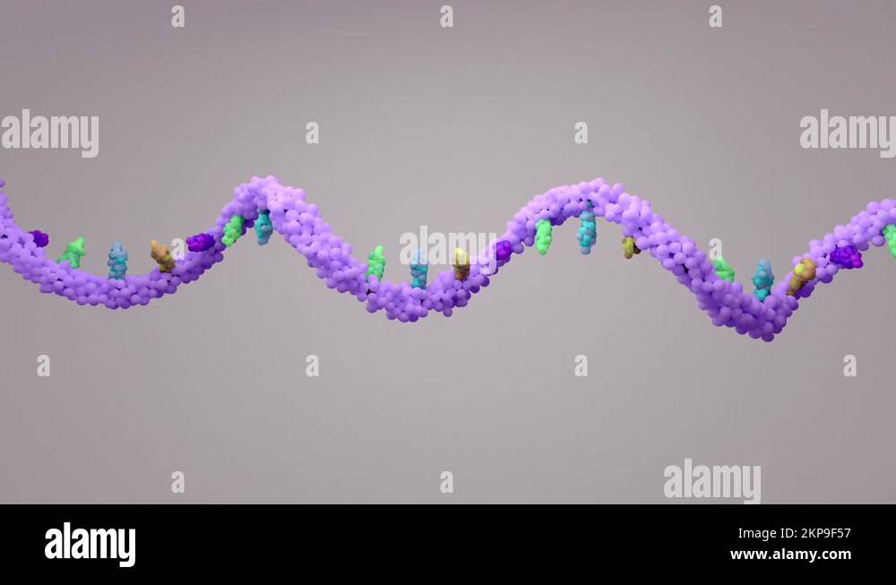 Rna strand Stock Videos & Footage - HD and 4K Video Clips - Alamy