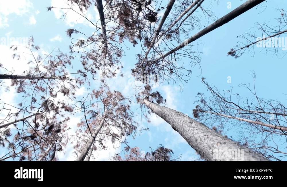 Ash tree canopy Stock Videos & Footage - HD and 4K Video Clips - Alamy