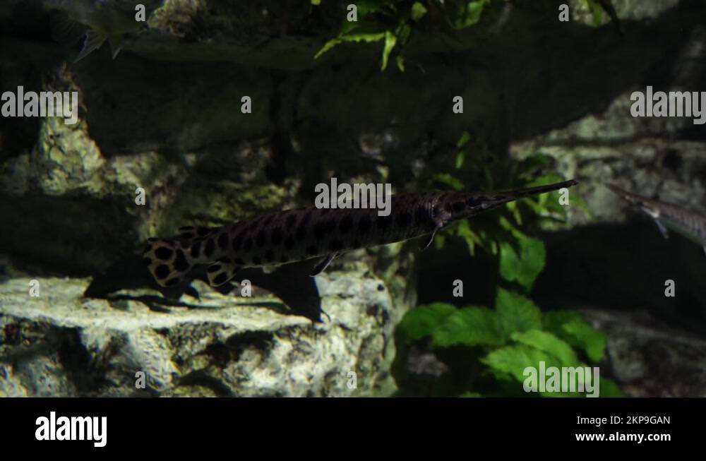 Spotted Gar fish swimming quietly in clear water, Mississippi river ...