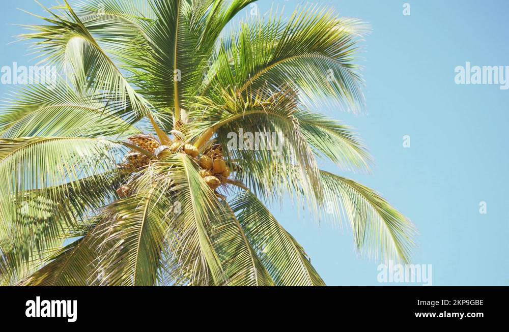 Coconuts in coconut palm tree Stock Videos & Footage - HD and 4K Video ...