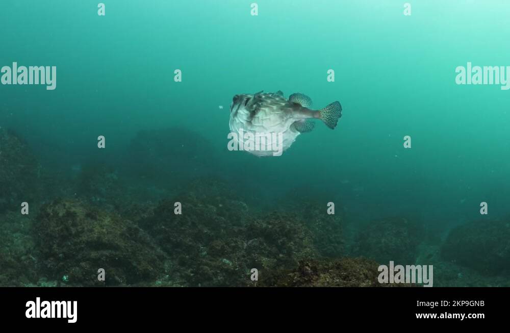 Scientist study fish Stock Videos & Footage - HD and 4K Video Clips - Alamy