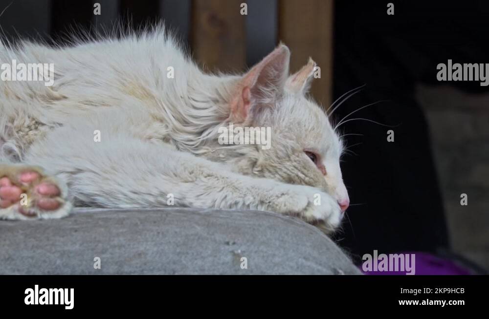 Homeless Dirty Cat Lies on a Torn Dirty Chair in the Yard Stock Video ...
