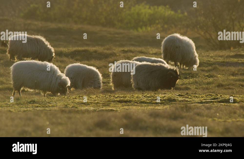 Angora goats Stock Videos & Footage - HD and 4K Video Clips - Alamy