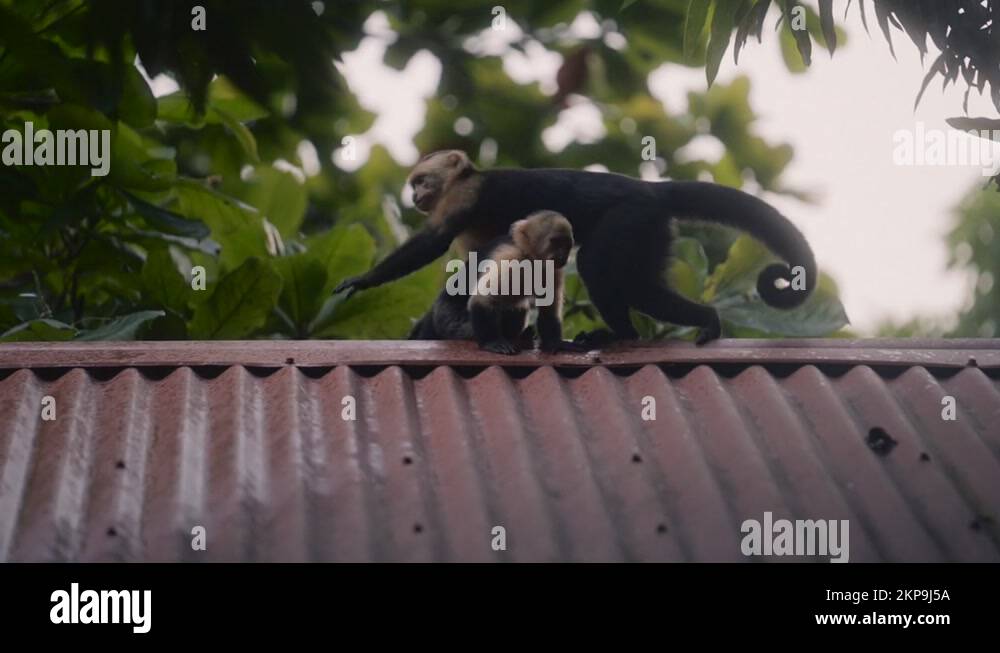 Monkey house Stock Videos & Footage - HD and 4K Video Clips - Alamy