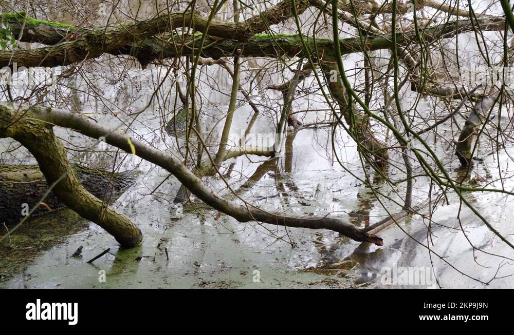 Tree hanging in water Stock Videos & Footage - HD and 4K Video Clips ...
