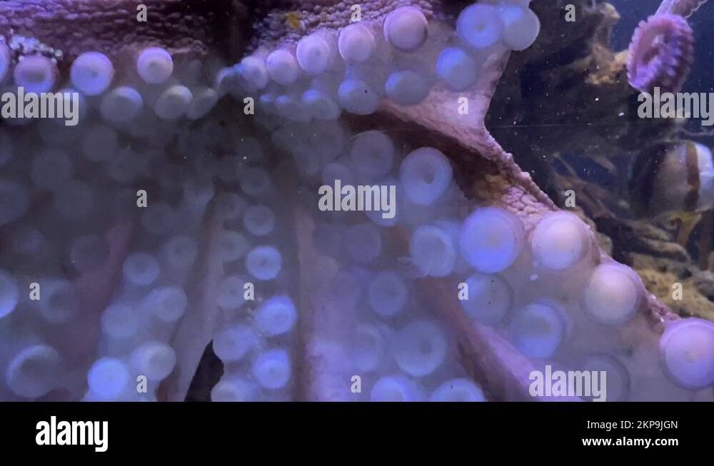 Octopus beak Stock Videos & Footage - HD and 4K Video Clips - Alamy