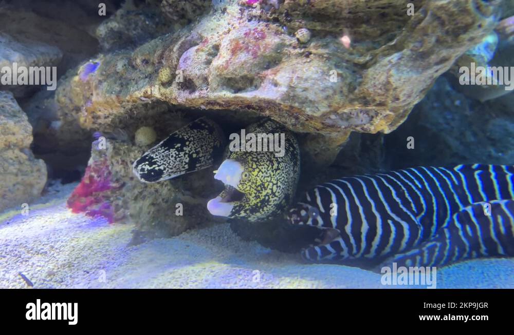 Anguilliformes Stock Videos & Footage - HD and 4K Video Clips - Alamy