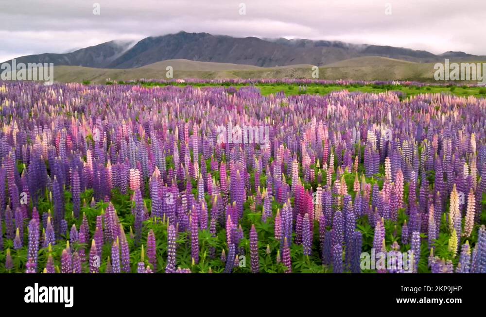 Lupinuspolyphyllus Stock Videos & Footage - HD and 4K Video Clips - Alamy