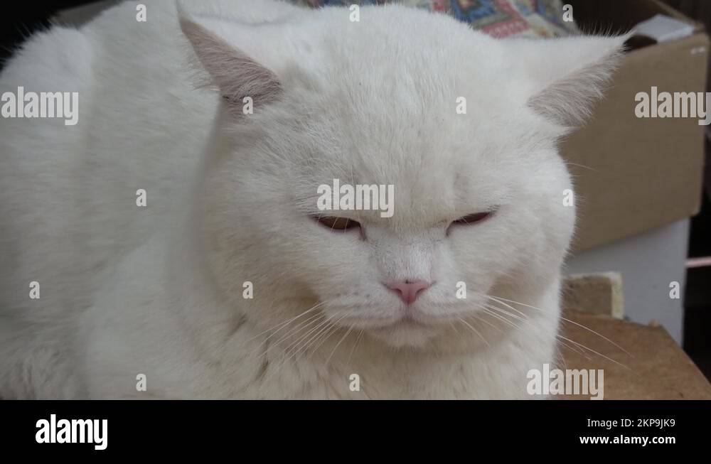 Zoom cat Stock Videos & Footage - HD and 4K Video Clips - Alamy