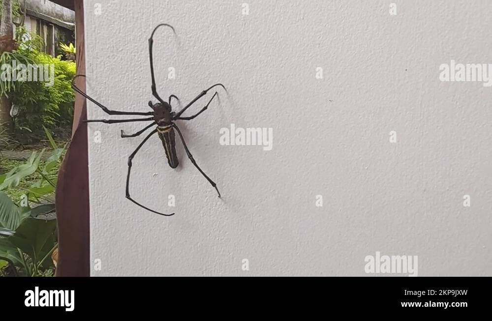 Spider climbing Stock Videos & Footage - HD and 4K Video Clips - Alamy