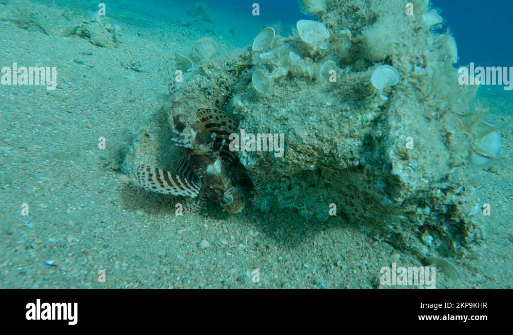 Zebra fish sitting on sandy bottom near stone. Zebra Lionfish, Red Sea ...