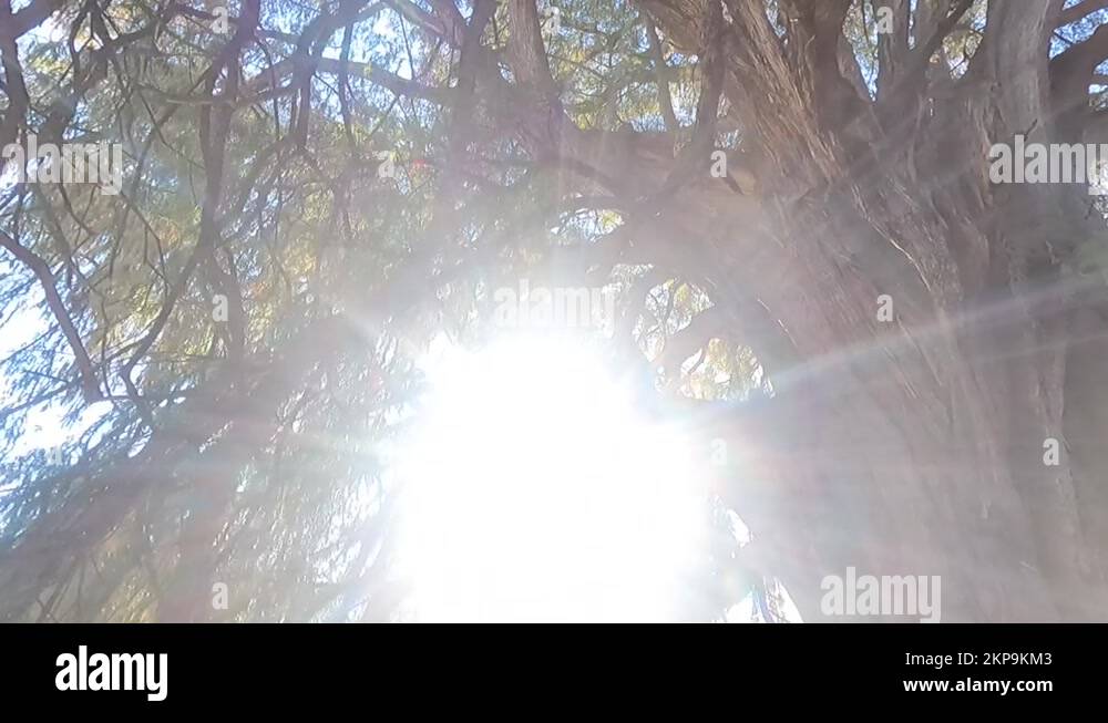 Tule tree is the biggest Tree in Latin america this tree is located in ...