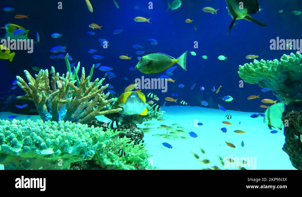 Colorful tropical fish and zebra shark swimming by coral reefs in ...