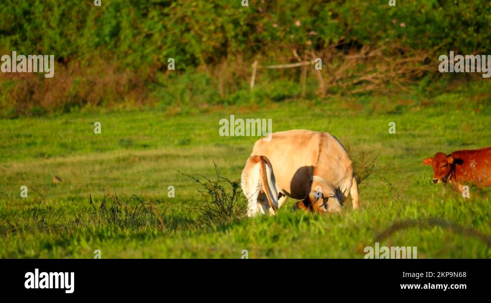 Blurry cow Stock Videos & Footage - HD and 4K Video Clips - Alamy