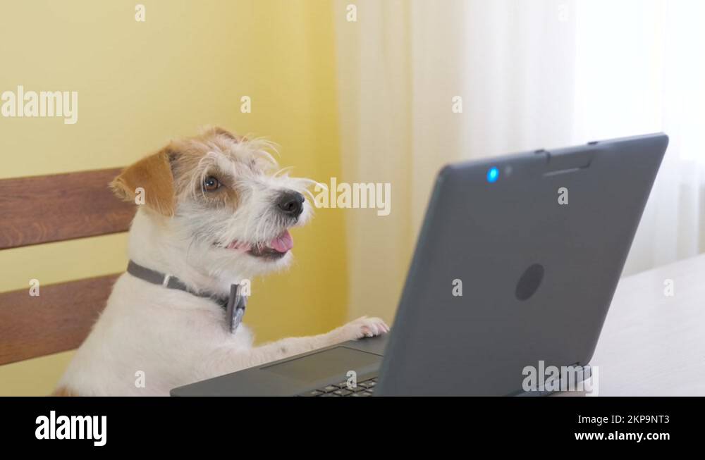 Dog breed Jack Russell Terrier working on a table at a laptop in the ...
