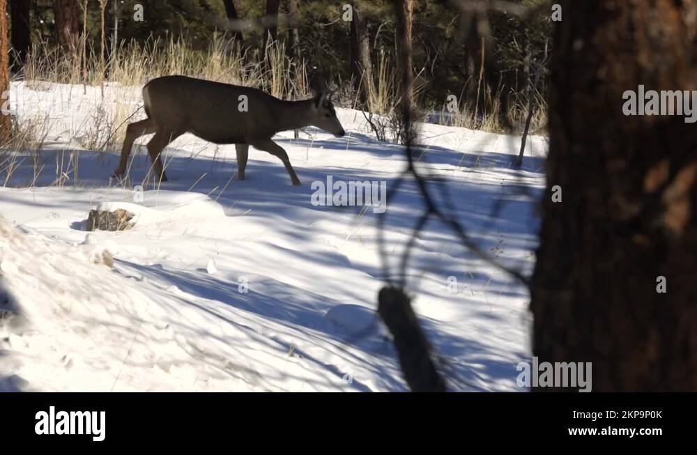 Mule Deer buck walking left to right across the frame and through snow ...