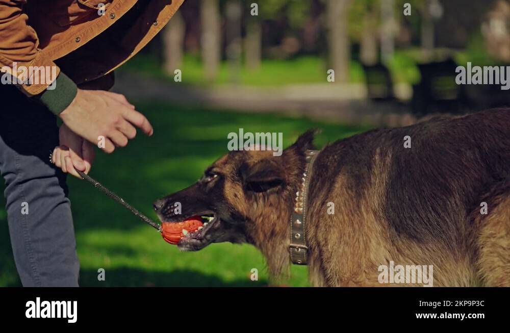 Pet owner training his german shepherd dog, giving commands, playing ...