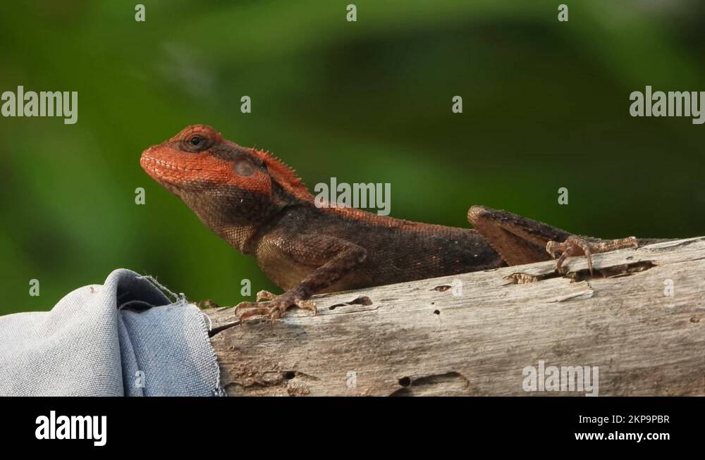 Red head lizard Stock Videos & Footage - HD and 4K Video Clips - Alamy