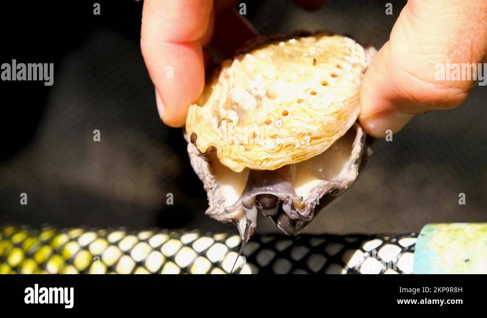 Inspecting a juvenile South African abalone on commercial aquaculture ...