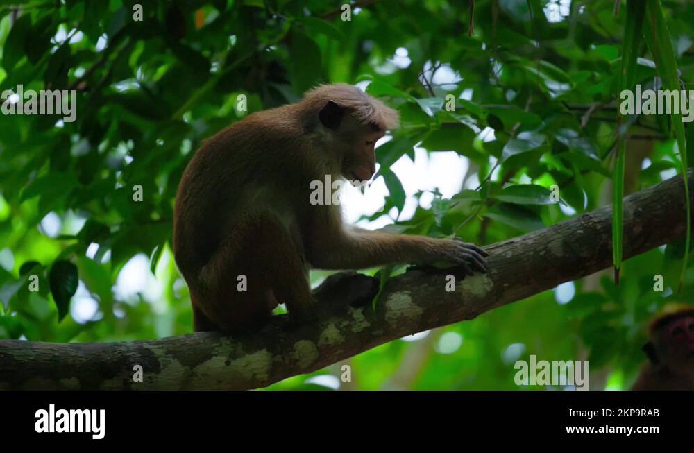 Endemic primate species Stock Videos & Footage - HD and 4K Video Clips ...