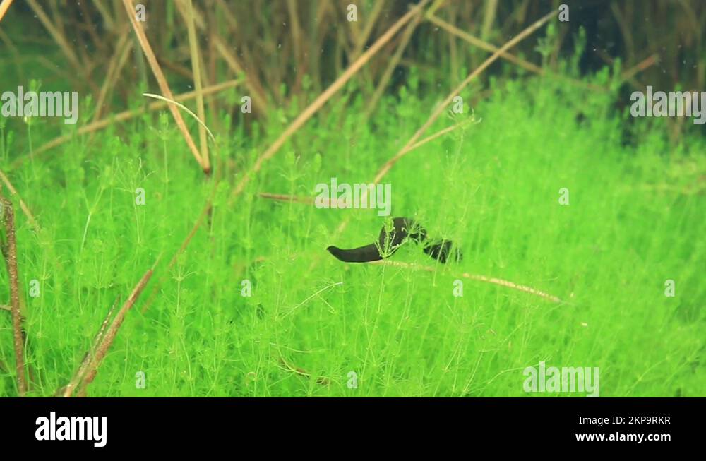 Feedingonbloodgrass Stock Videos & Footage - HD and 4K Video Clips - Alamy