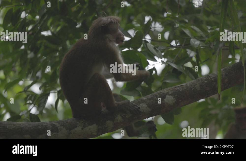 Ceylon macaque, latin name: Macaca Sinica, a species of primate in the ...