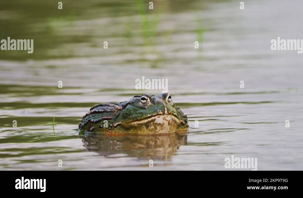 Vocal sac Stock Videos & Footage - HD and 4K Video Clips - Alamy