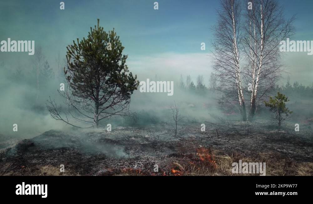 Burning bush Stock Videos & Footage - HD and 4K Video Clips - Alamy
