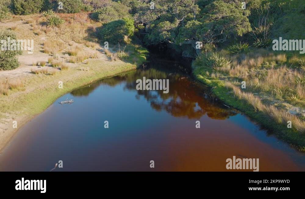 New zealand stream and native plants Stock Videos & Footage - HD and 4K ...