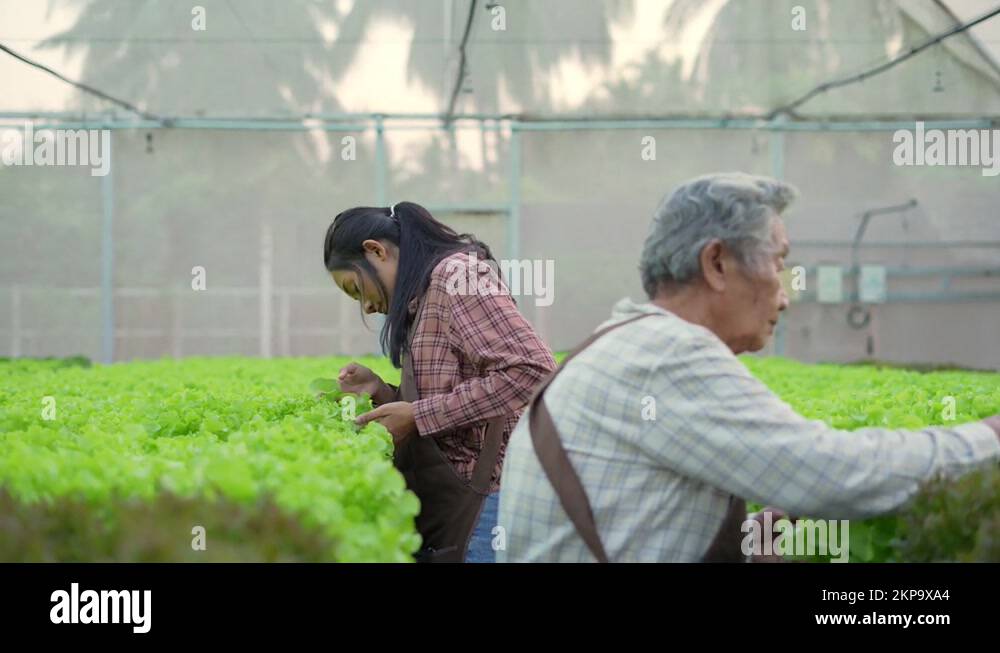 agriculture concept of 4k Resolution. Asian woman picking vegetables in ...