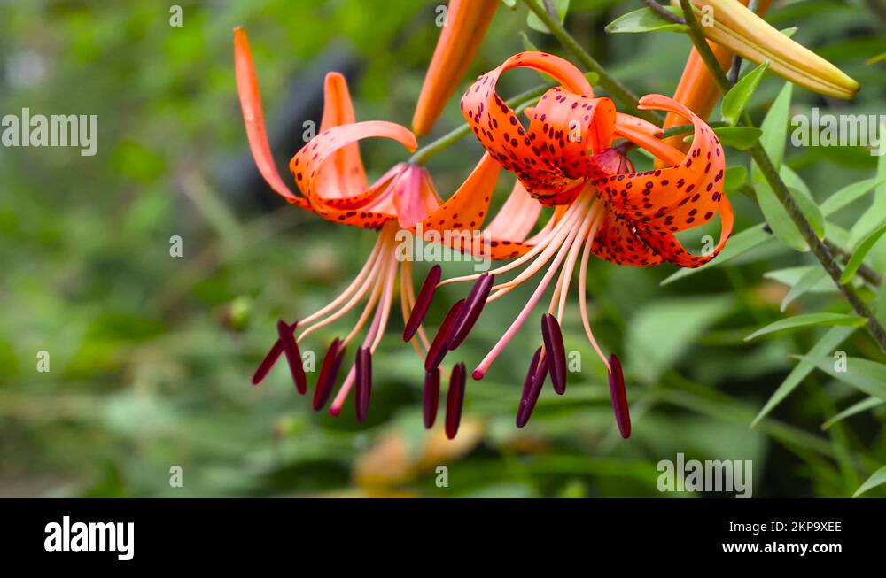 Red flowers with dark background Stock Videos & Footage - HD and 4K ...