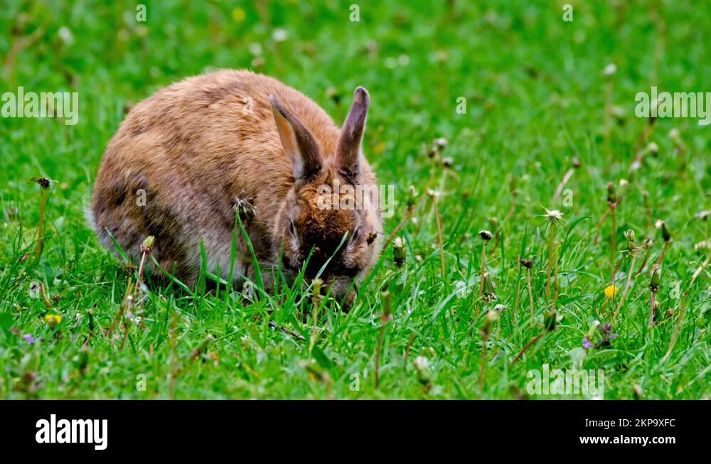 Little brown rabbit Stock Videos & Footage - HD and 4K Video Clips - Alamy