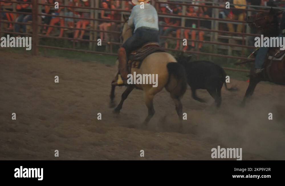 Two horseman chasing a small bull in a bull fight at Montana Rodeo ...