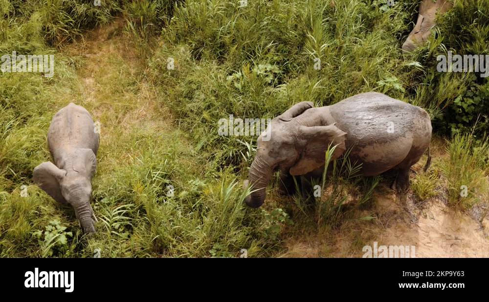 Top down view, Baby Elephant in Wild Africa, National park, African ...