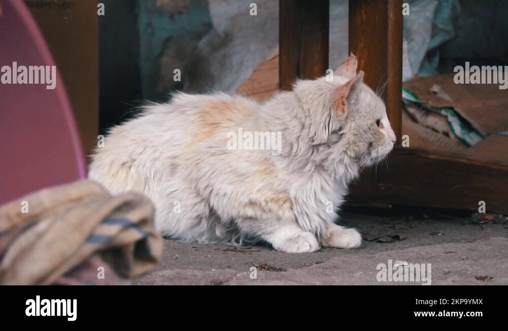 Homeless Dirty Cat Lies on Torn Dirty Asphalt in the Yard Stock Video ...